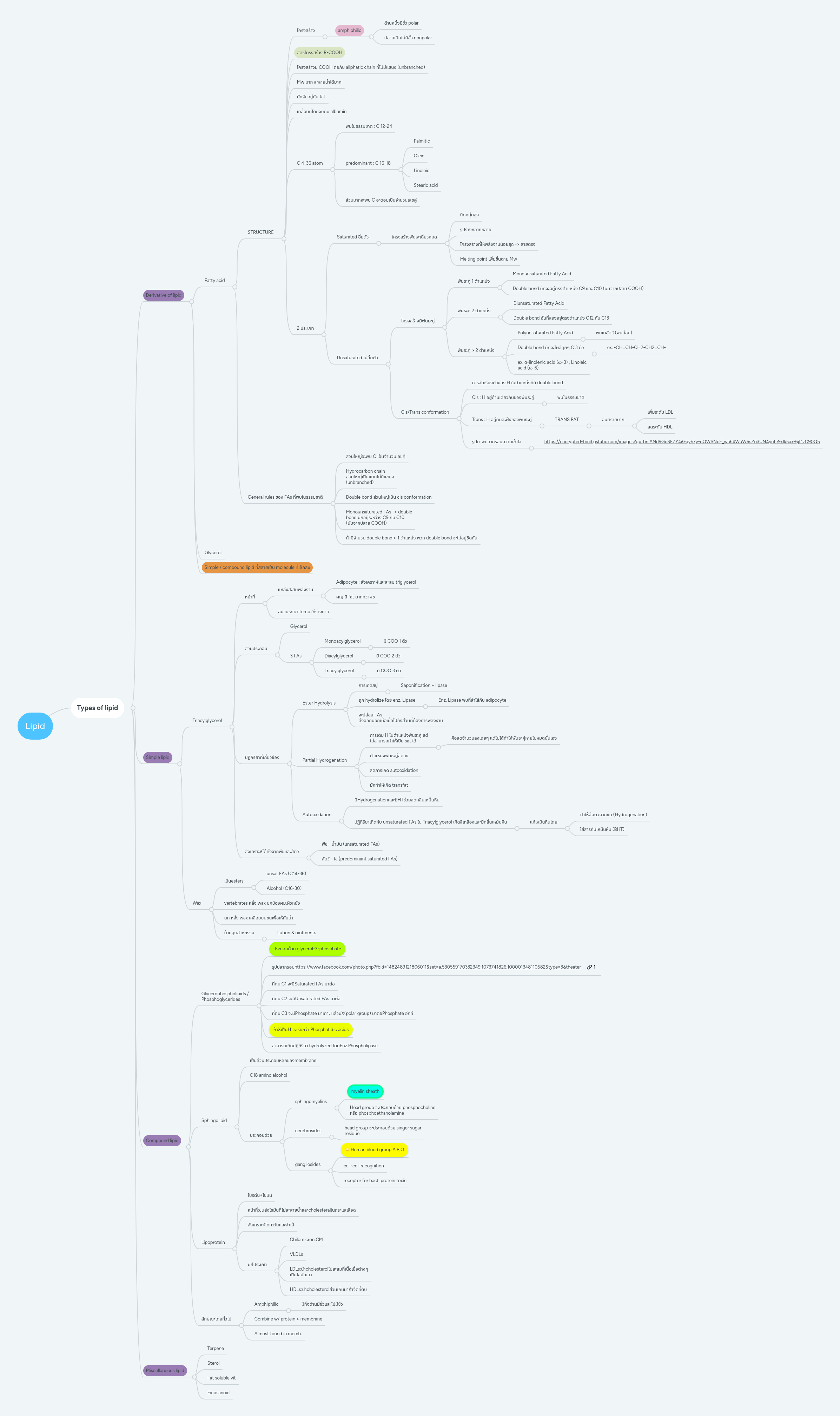 Lipid | MindMeister Mind map
