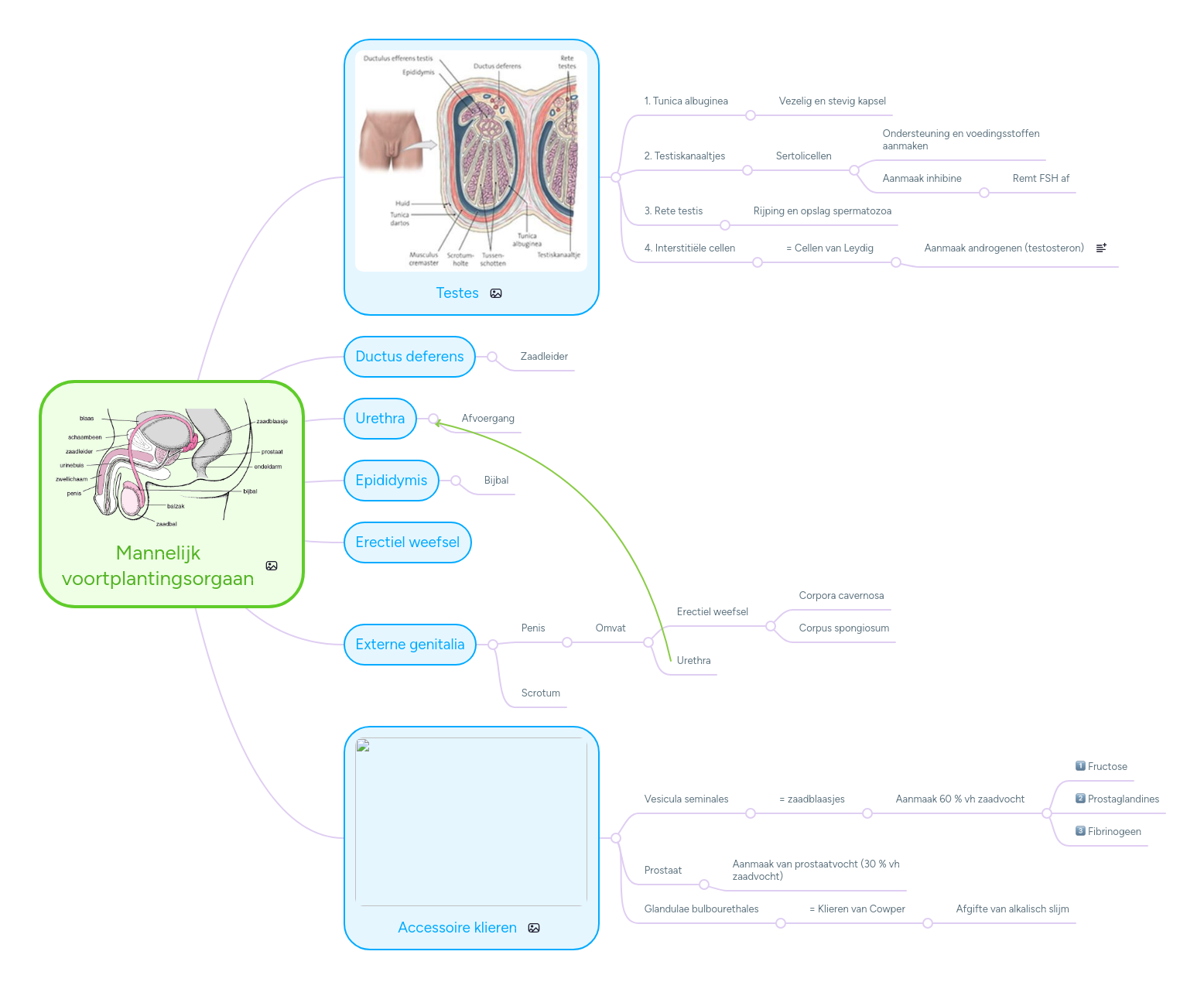 Mannelijk voortplantingsorgaan | MindMeister Mindmap