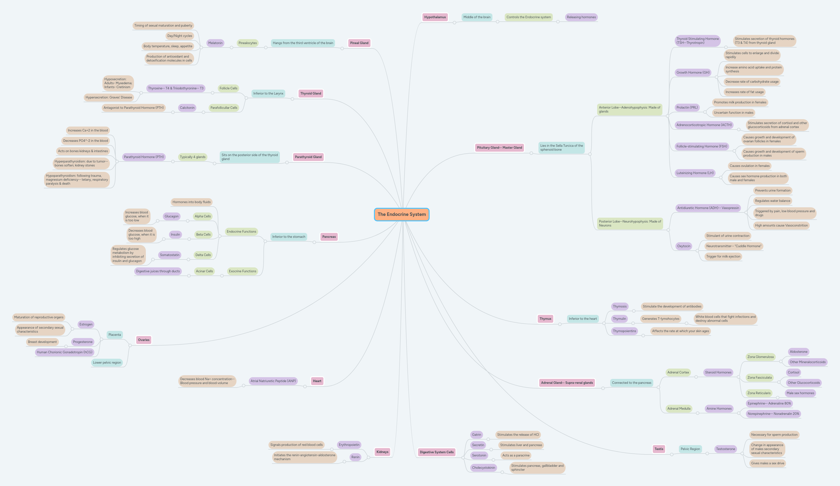 The Endocrine System | MindMeister Mind Map