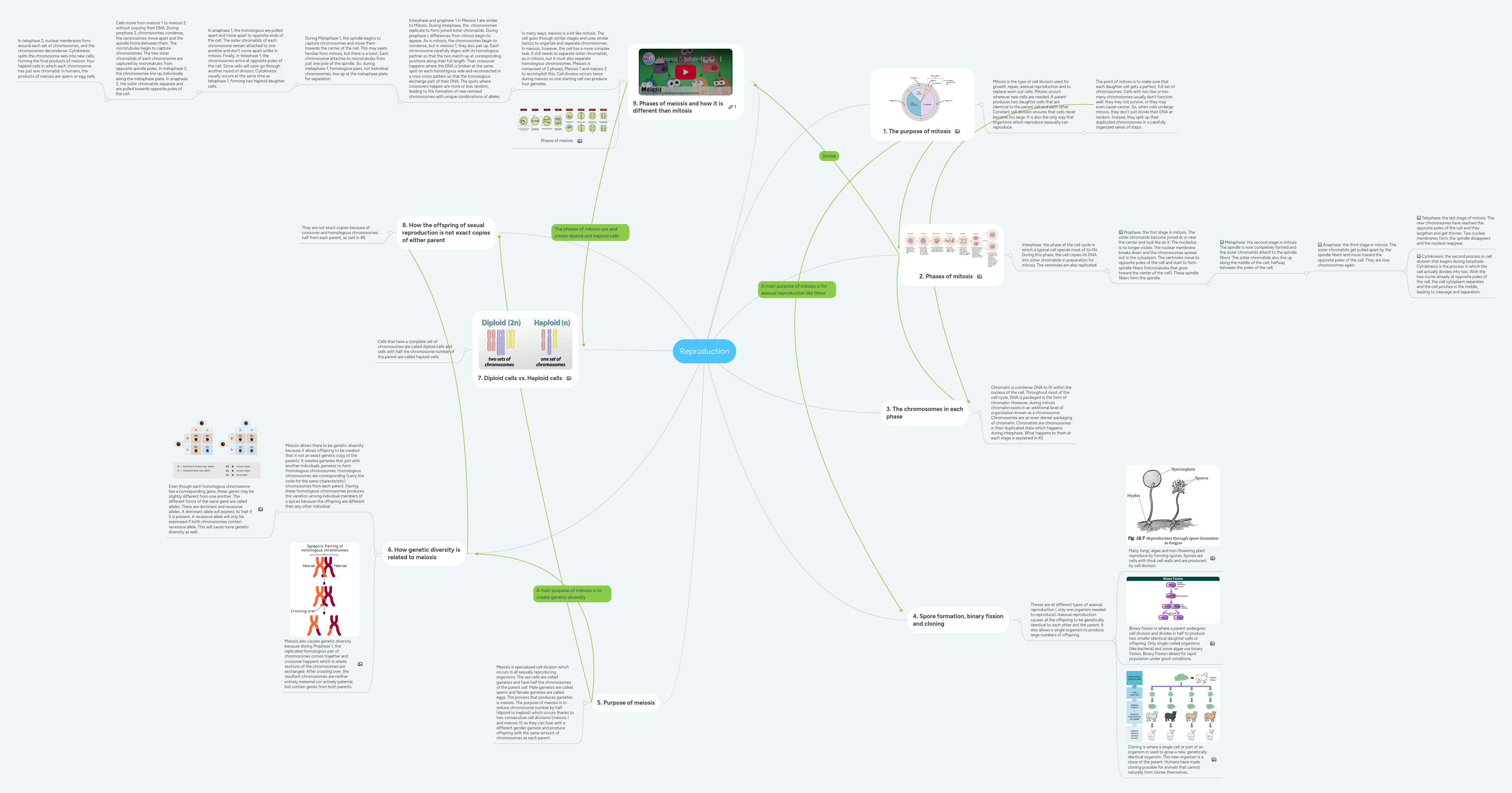 Reproduction | MindMeister Mind Map