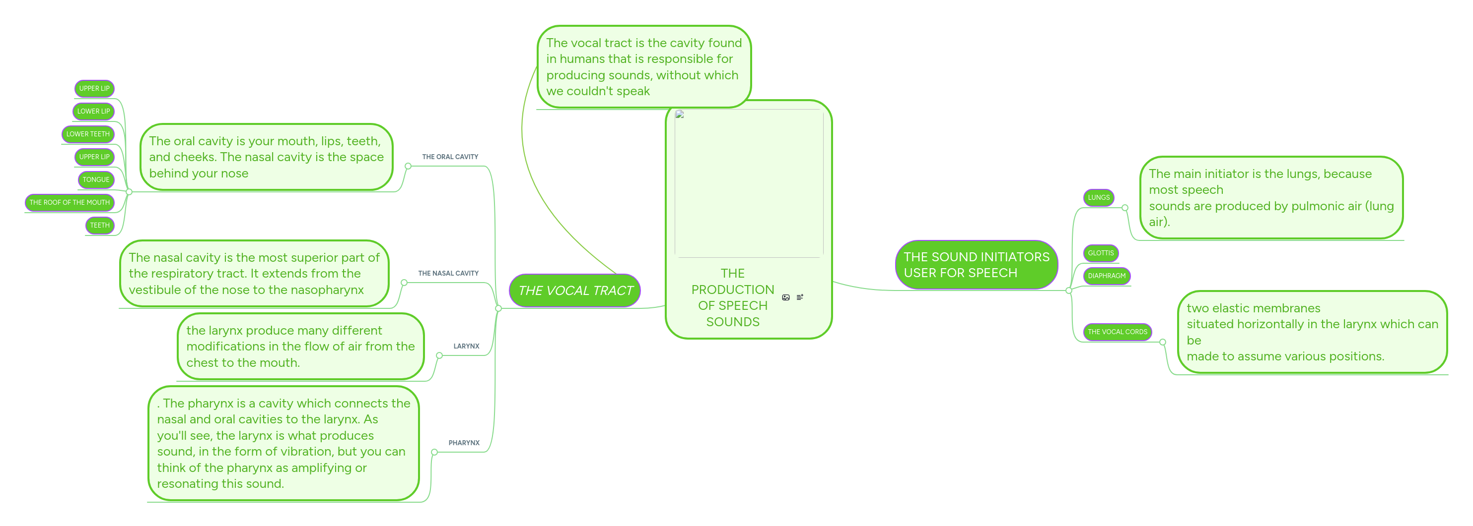 THE PRODUCTION OF SPEECH SOUNDS | MindMeister Mind Map