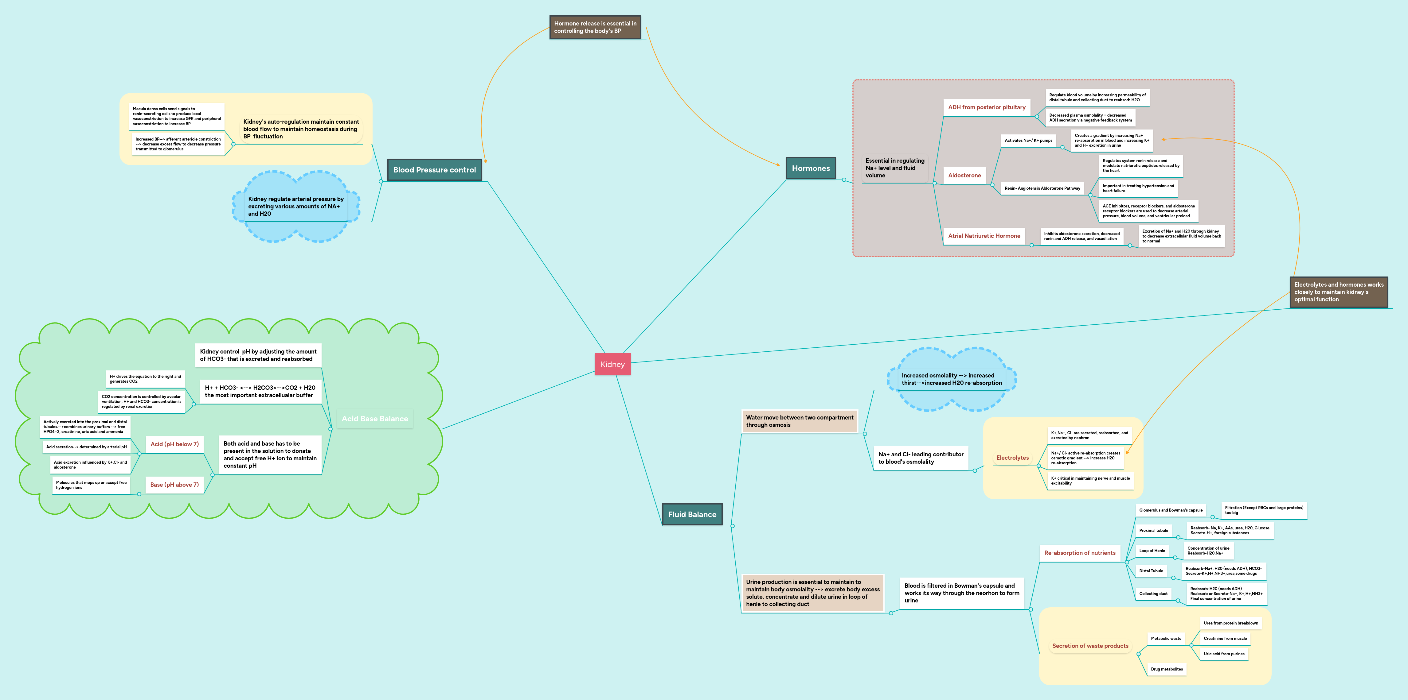 Kidney | MindMeister Mind Map