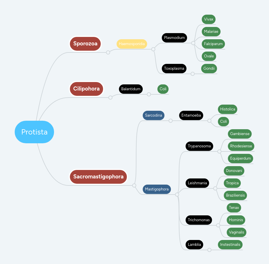 Protista | MindMeister Mind map