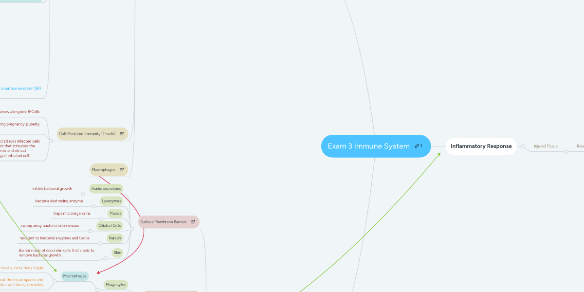 Exam 3 Immune System | MindMeister Mind Map
