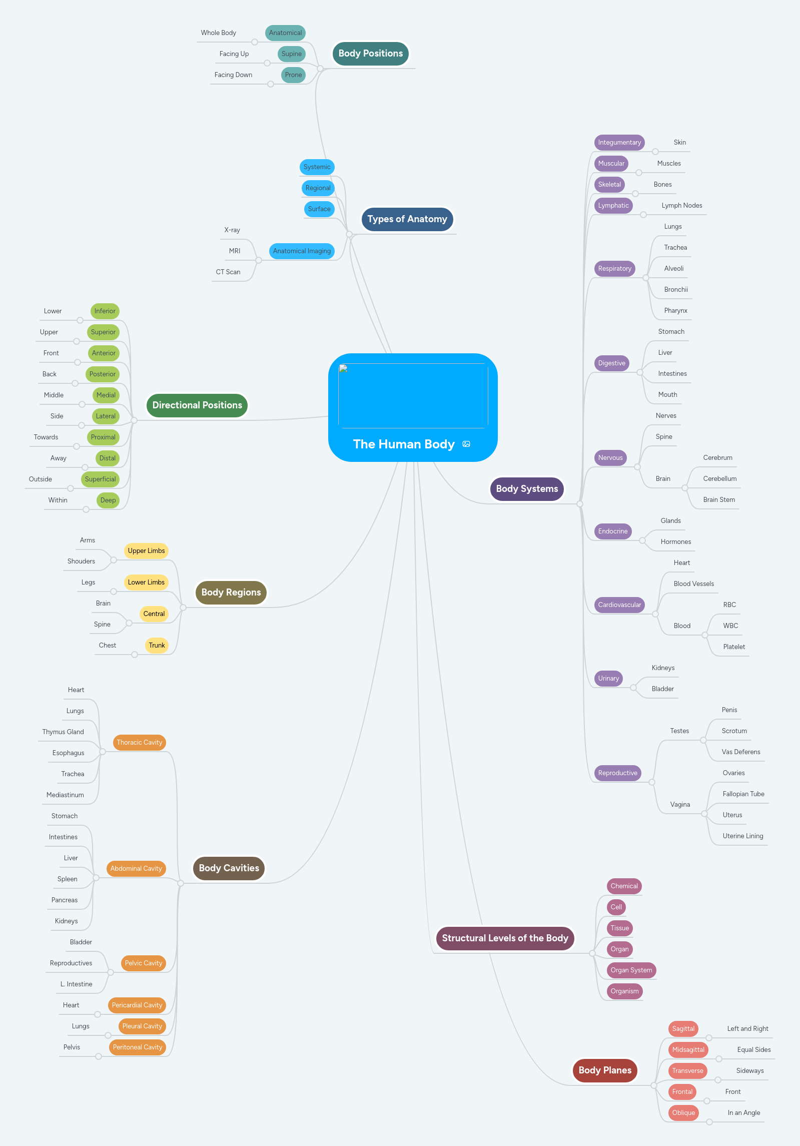 The Human Body | MindMeister Mind Map
