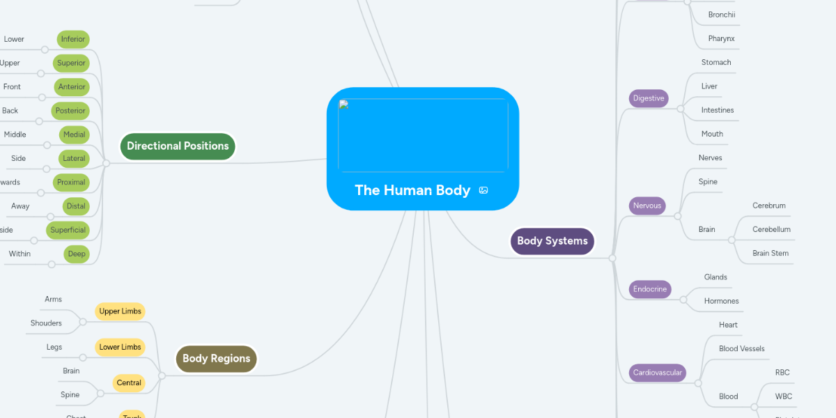 The Human Body | MindMeister Mind Map