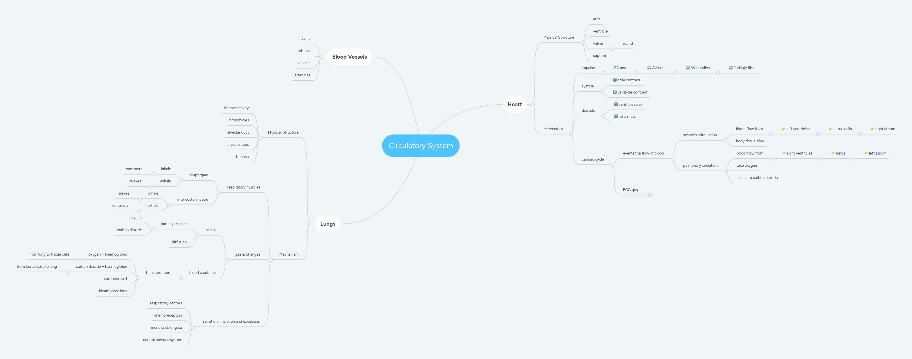 Circulatory System | MindMeister Mind Map