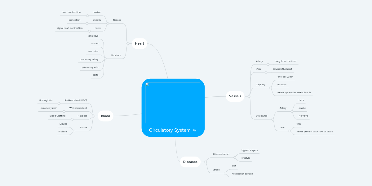 Circulatory System | MindMeister Mind Map