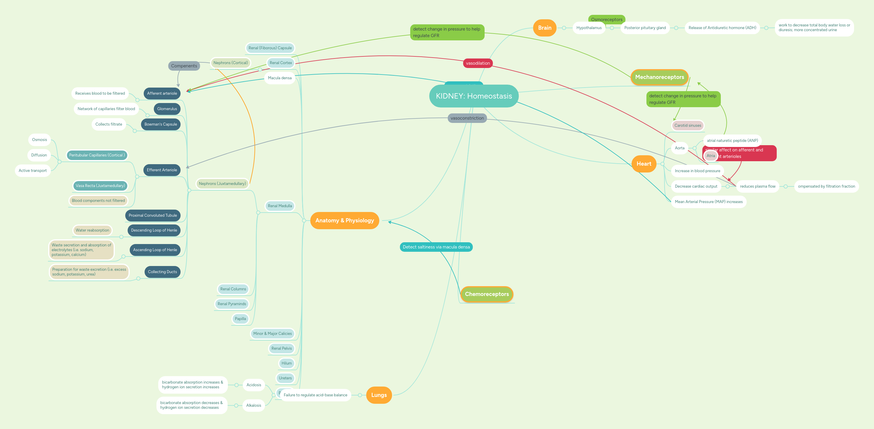 KIDNEY: Homeostasis | MindMeister Mind Map