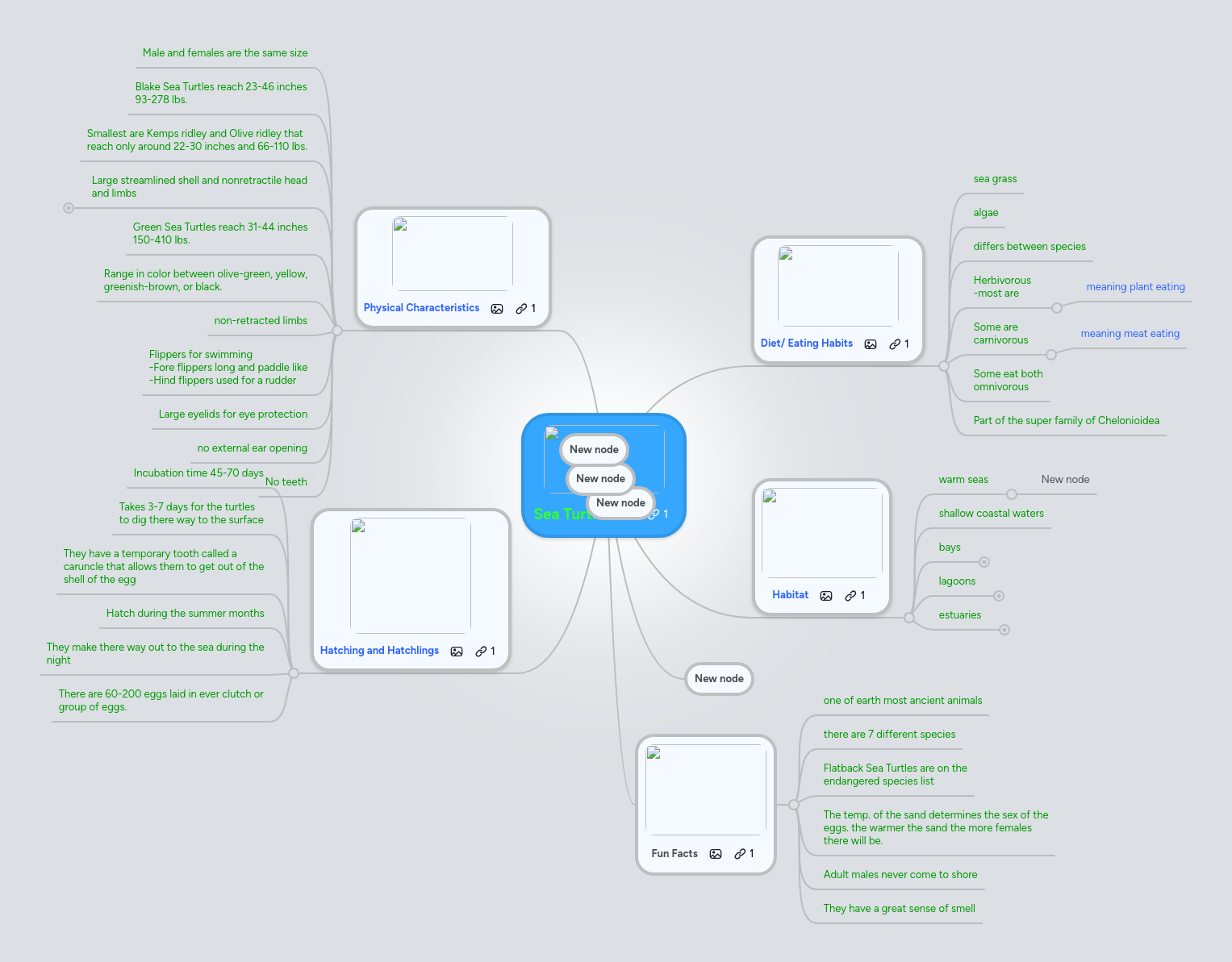 Sea Turtles | MindMeister Mind Map