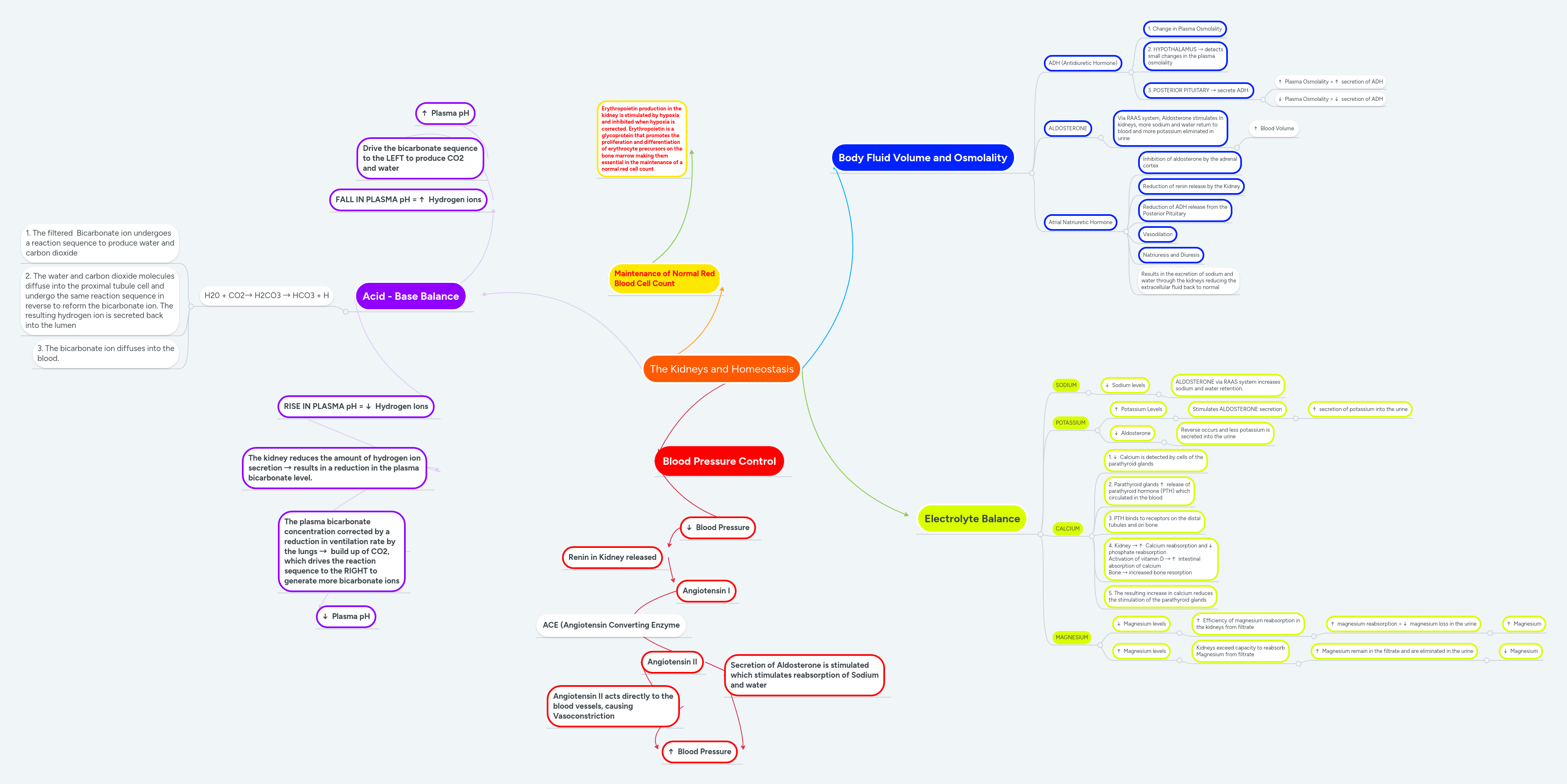 The Kidneys and Homeostasis | MindMeister Mind Map