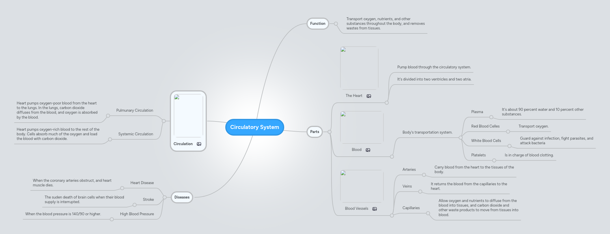 Circulatory System | MindMeister Mind map