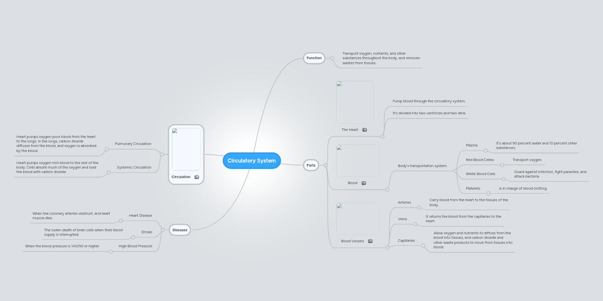 Circulatory System | MindMeister Mind Map