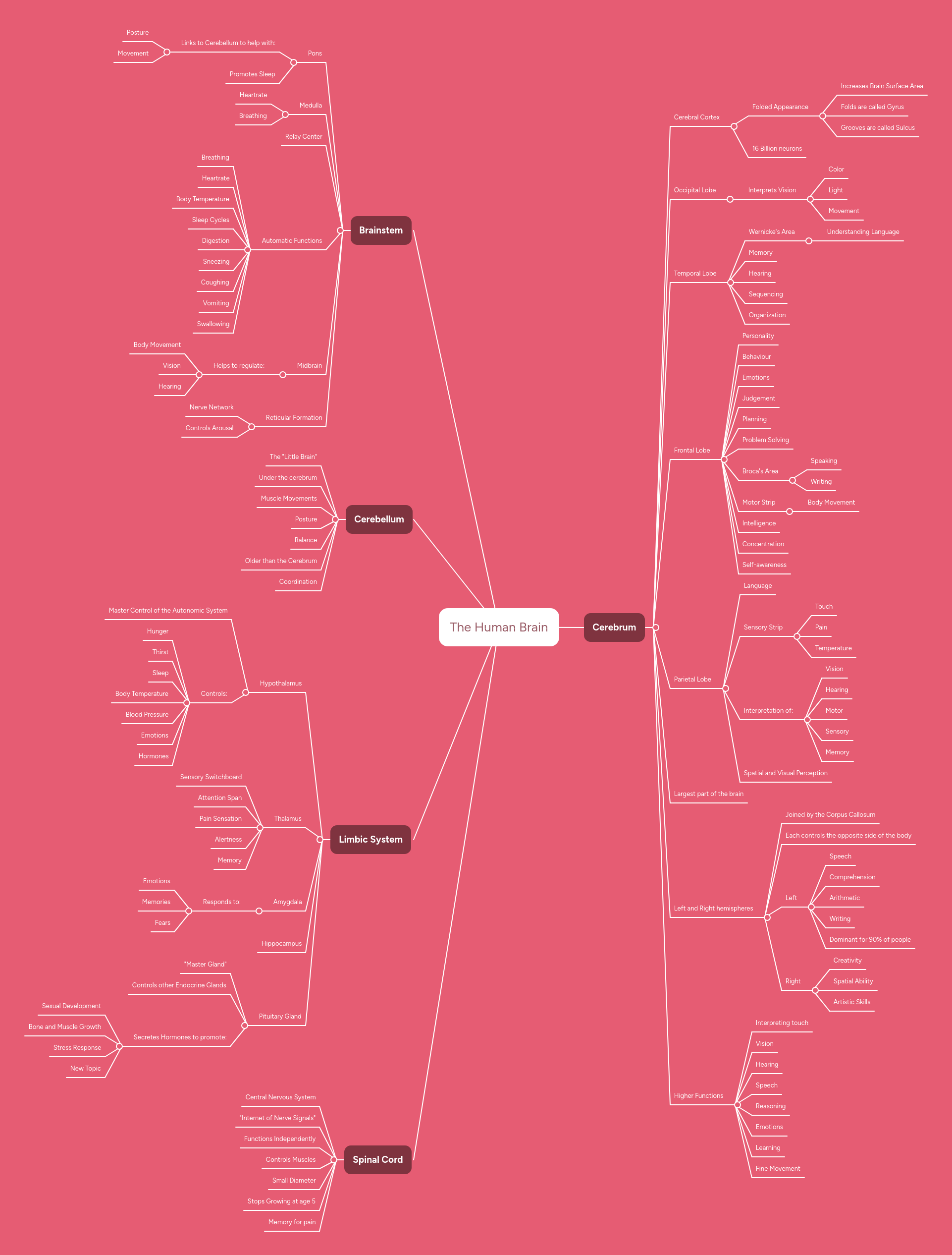 The Human Brain | MindMeister Mind Map