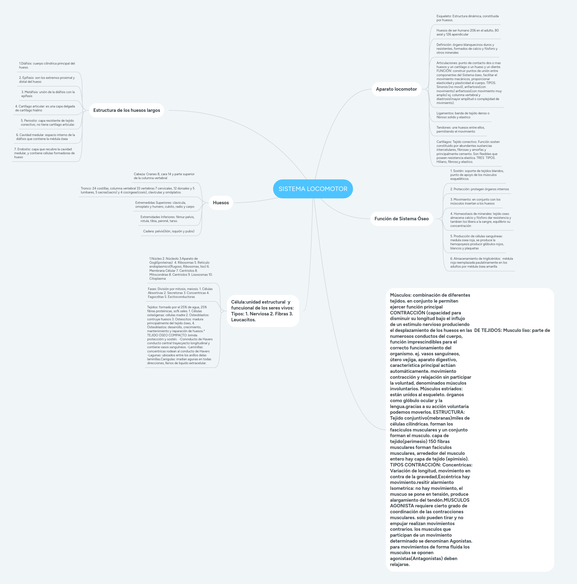 SISTEMA LOCOMOTOR | MindMeister Mapa mental