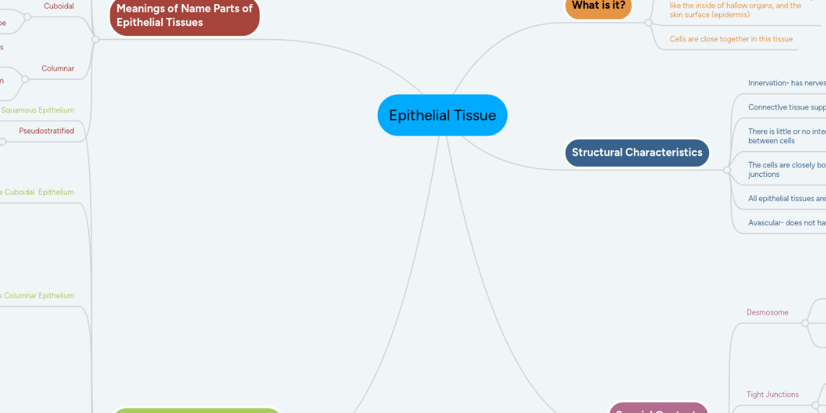 Epithelial Tissue | MindMeister Mind Map