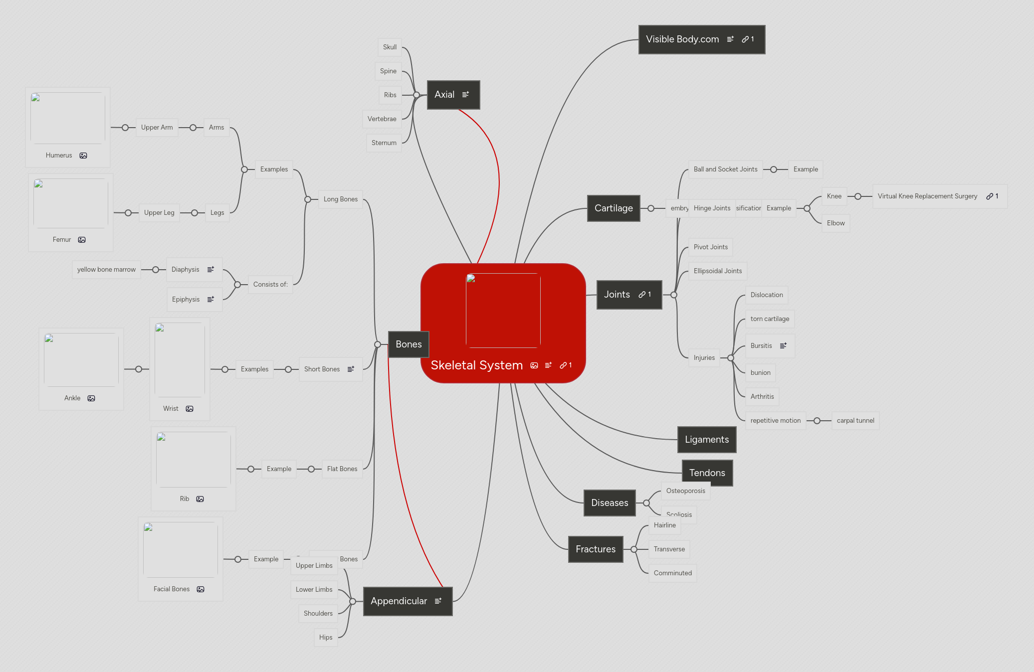 Skeletal System | MindMeister Mind map