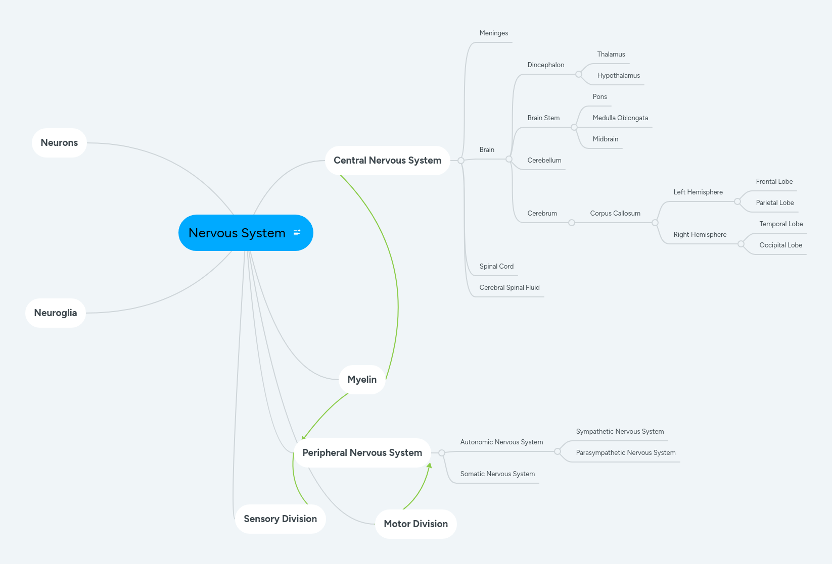 Nervous System | MindMeister Mind map
