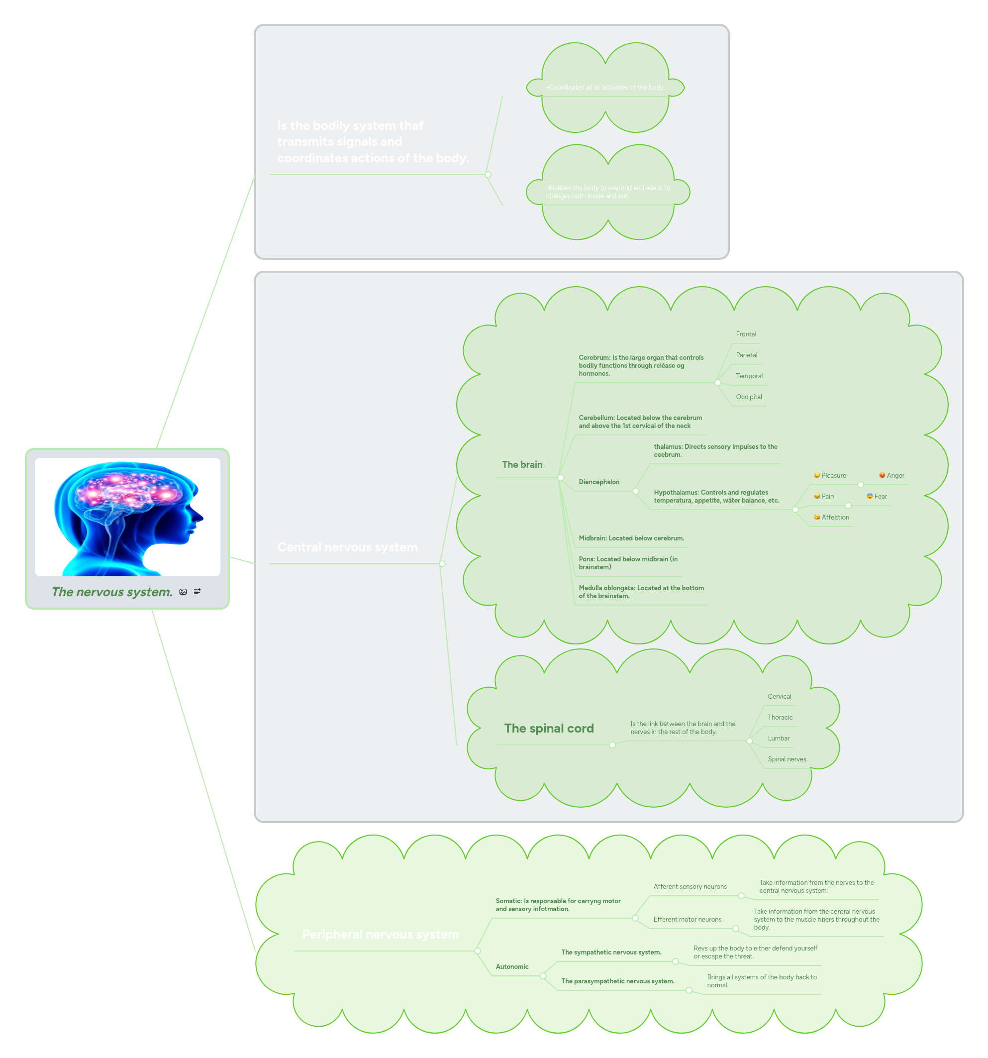 The nervous system. | MindMeister Mind Map