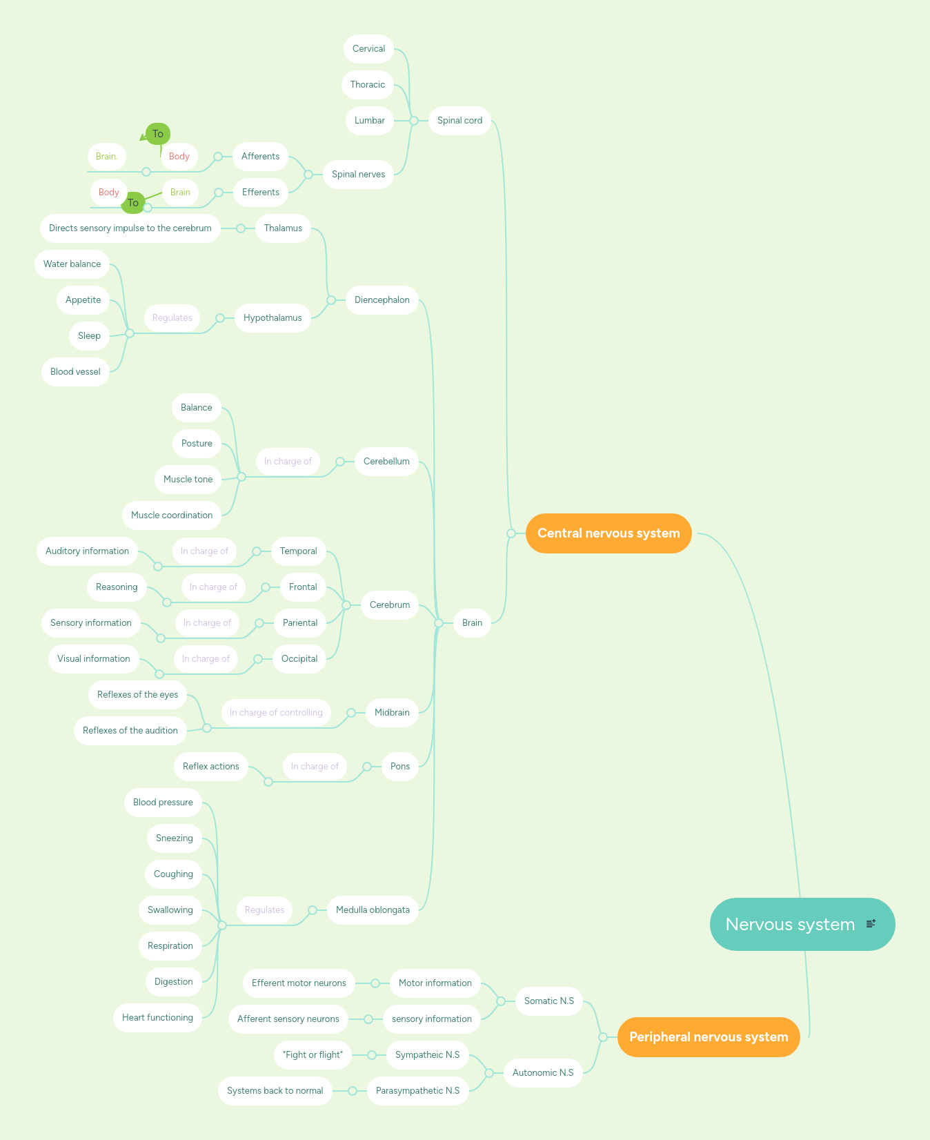 Nervous system | MindMeister Mind Map