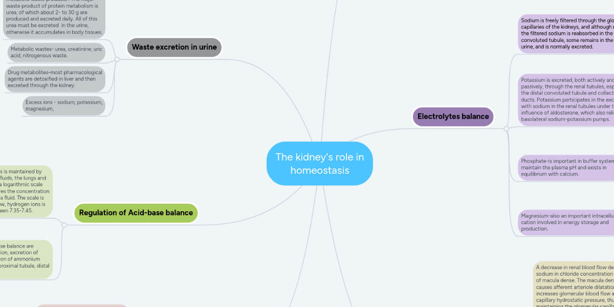 The kidney's role in homeostasis | MindMeister Mind Map