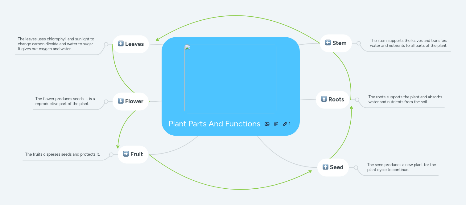 Plant Parts And Functions | MindMeister Mind map
