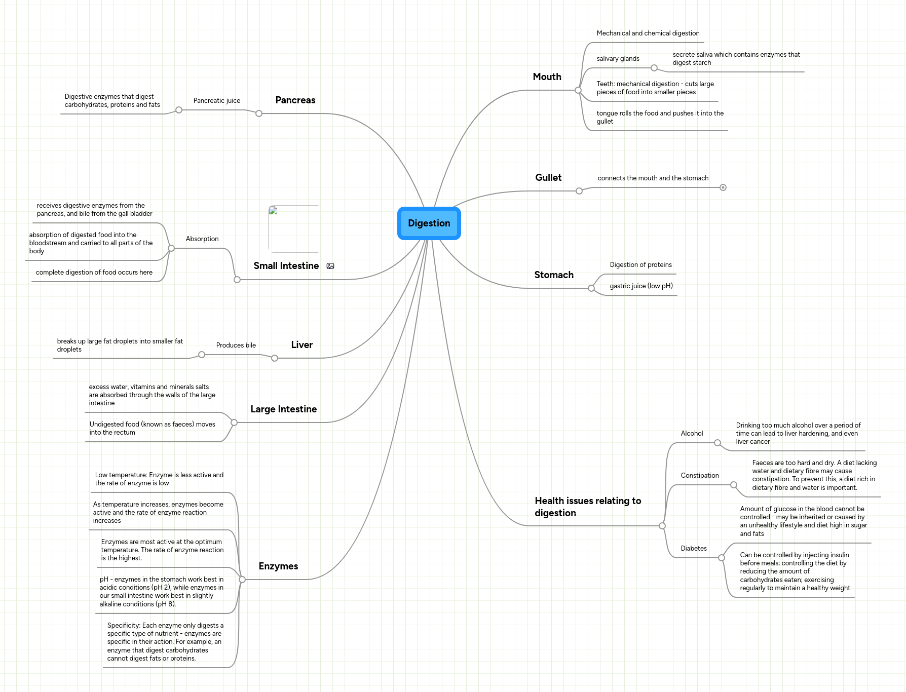 Digestion | MindMeister Mind Map