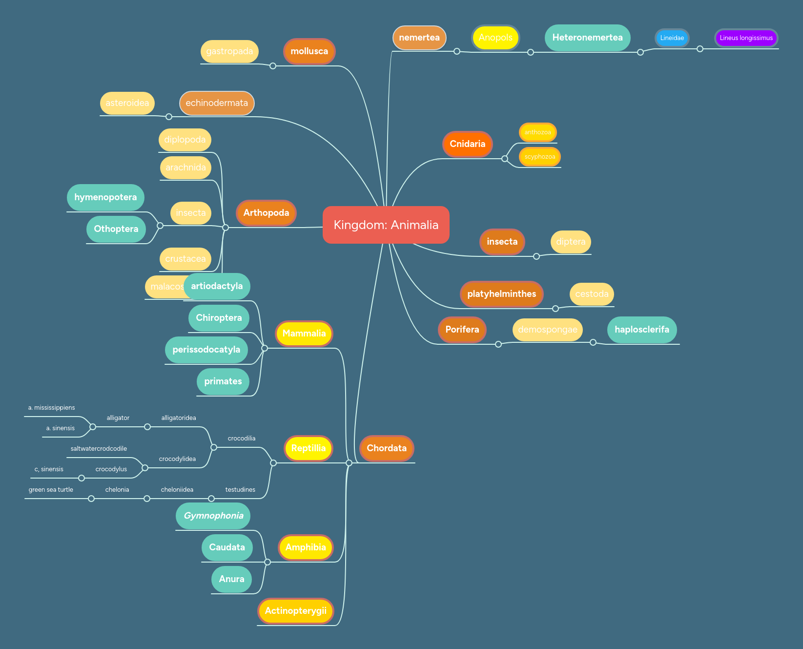 Kingdom: Animalia | MindMeister Mind map