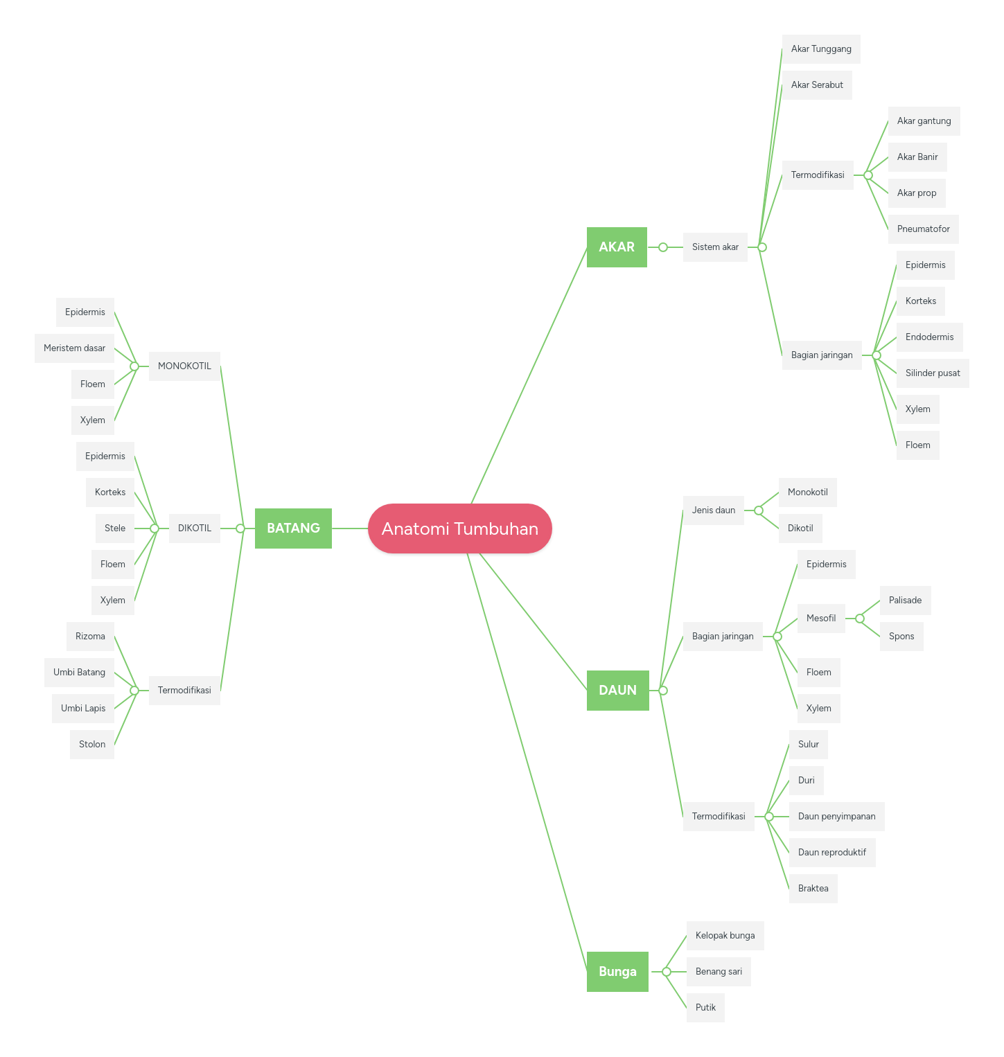 Anatomi Tumbuhan | MindMeister Mind map