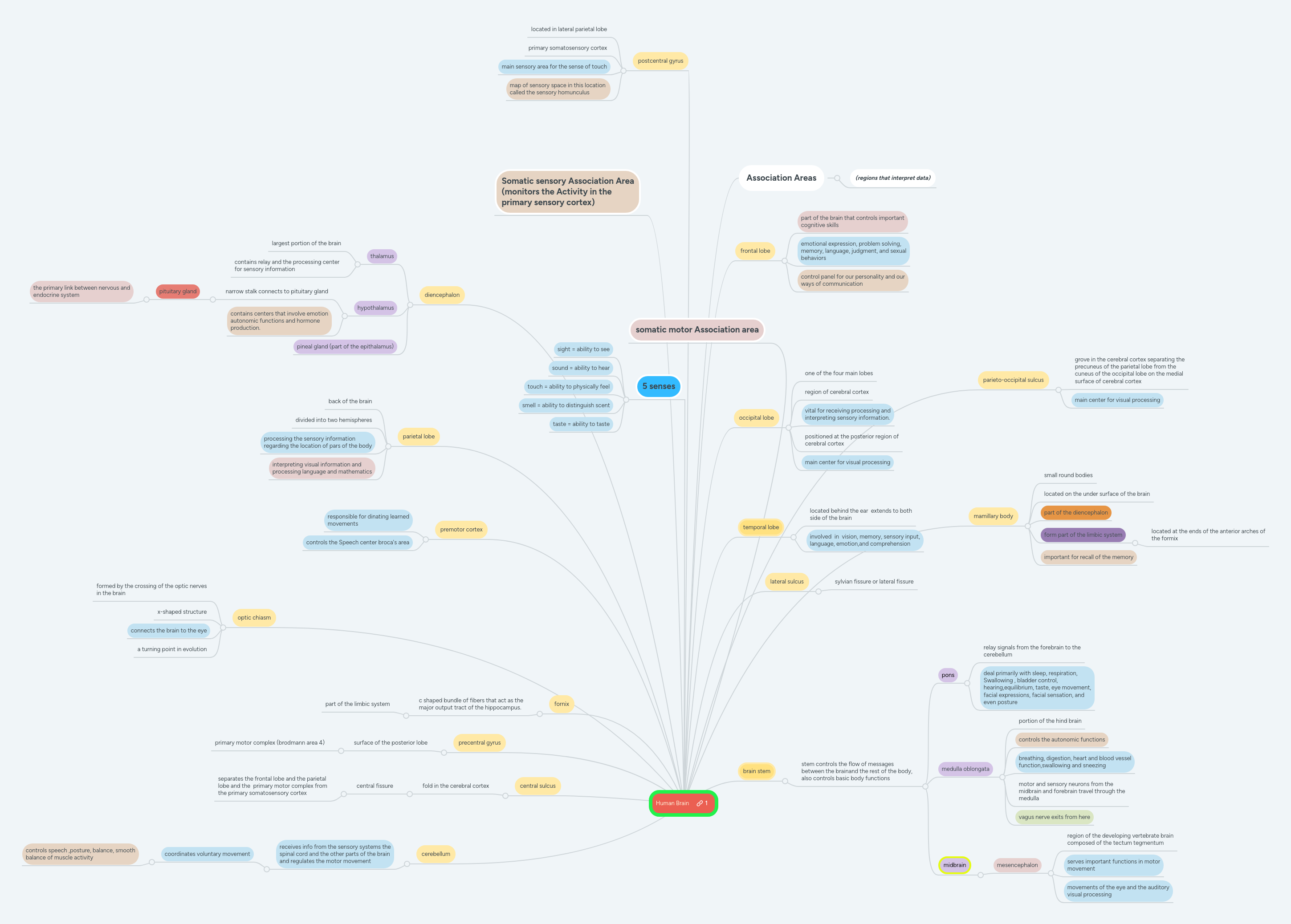 Human Brain | MindMeister Mind Map