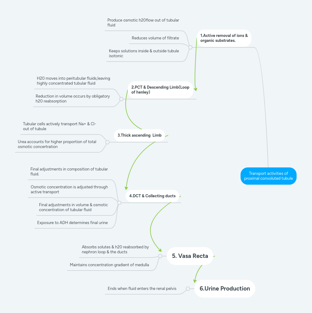 Transport activities of proximal convoluted tubule | MindMeister Mind Map