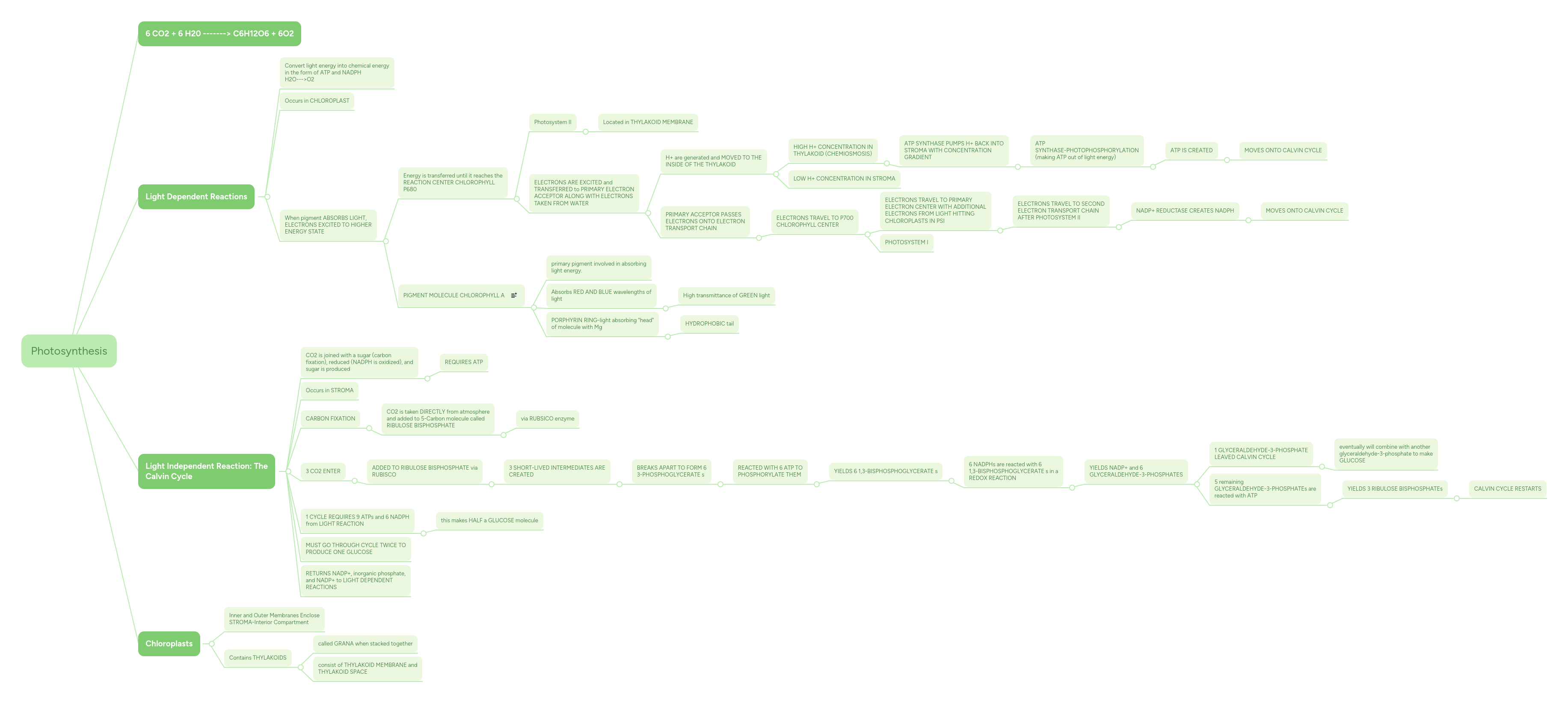 Photosynthesis | MindMeister Mind map