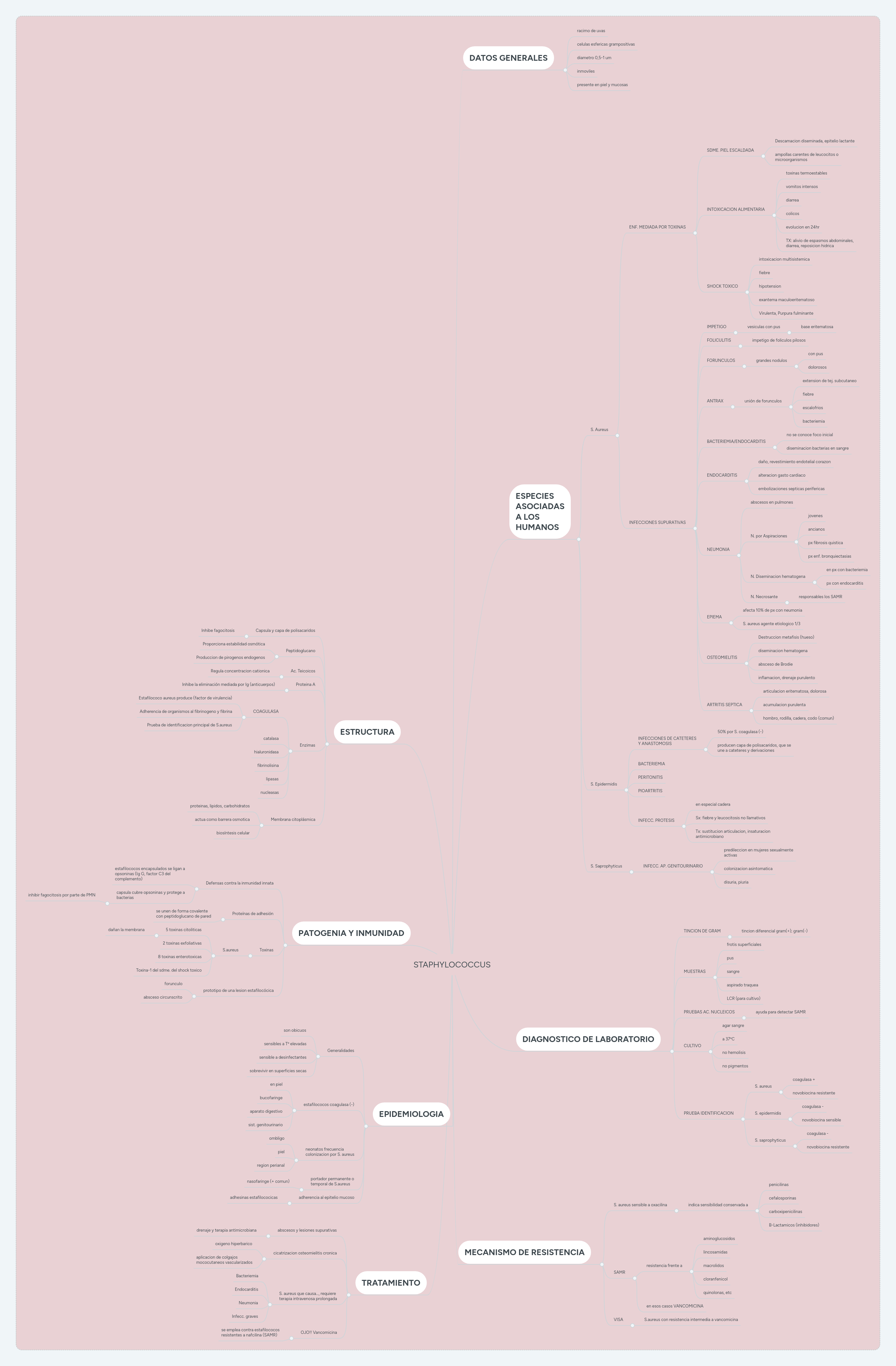 STAPHYLOCOCCUS | MindMeister Mapa mental