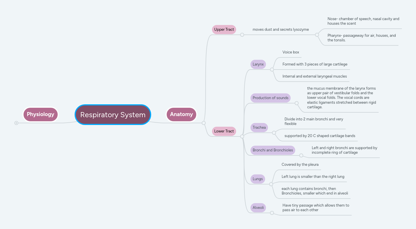 Respiratory System | MindMeister Mind Map