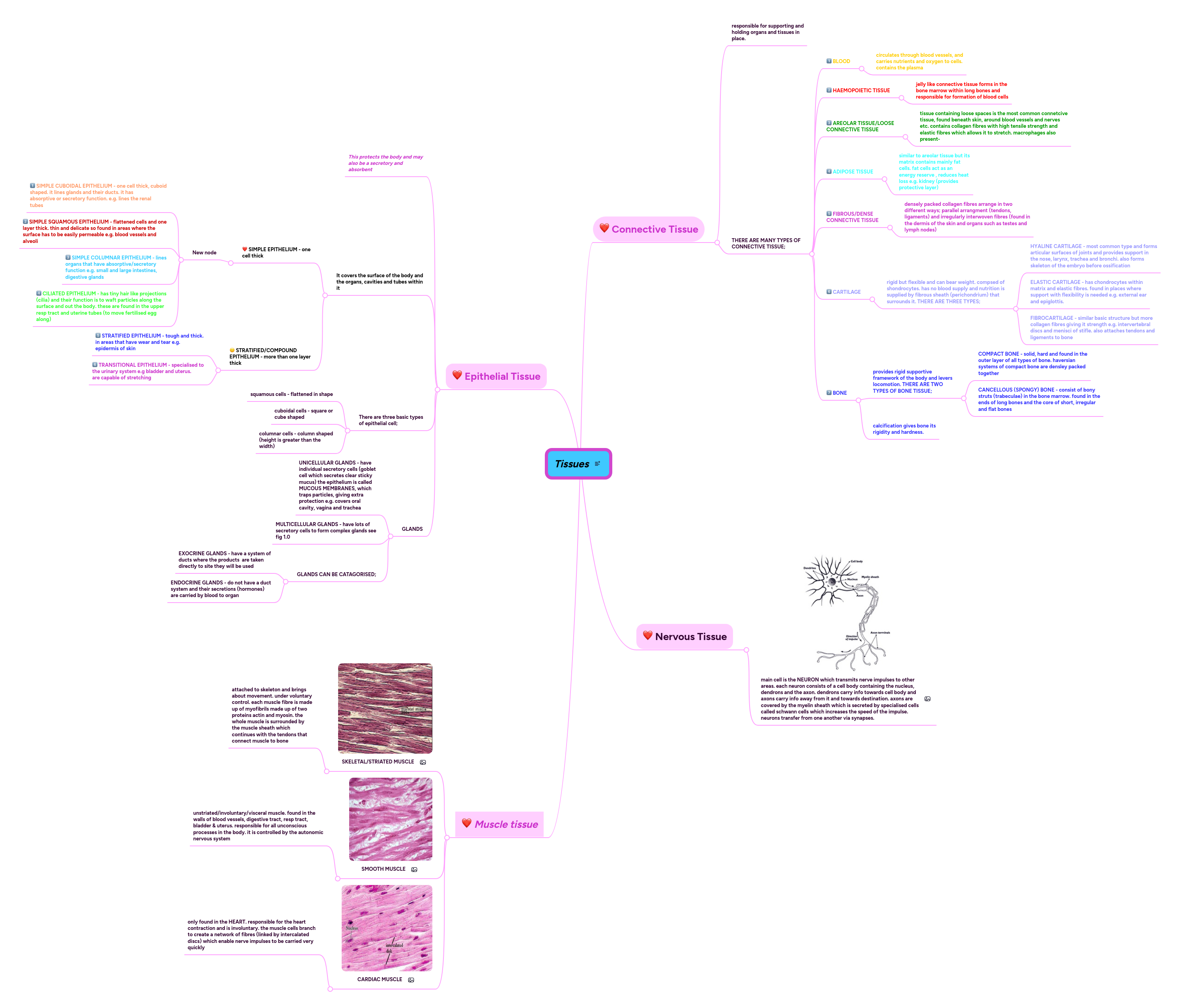 Tissues | MindMeister Mind map