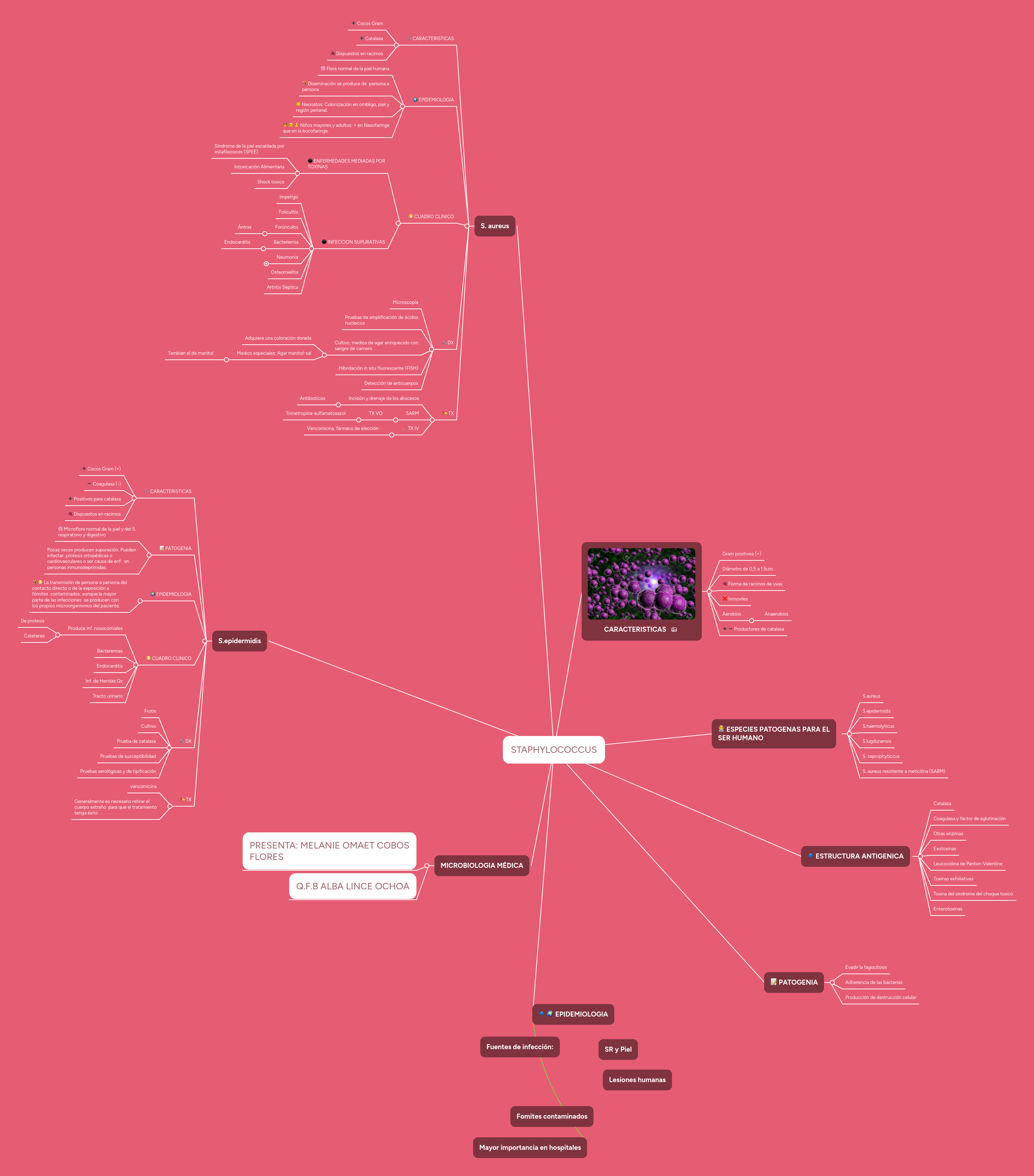 STAPHYLOCOCCUS | MindMeister Mapa Mental