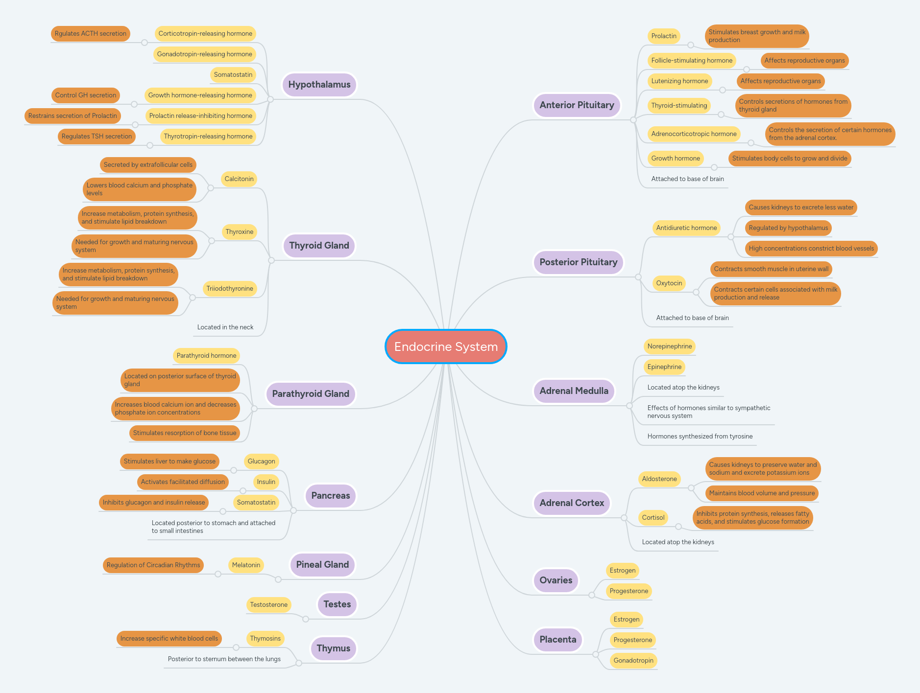 Endocrine System | MindMeister Mind Map