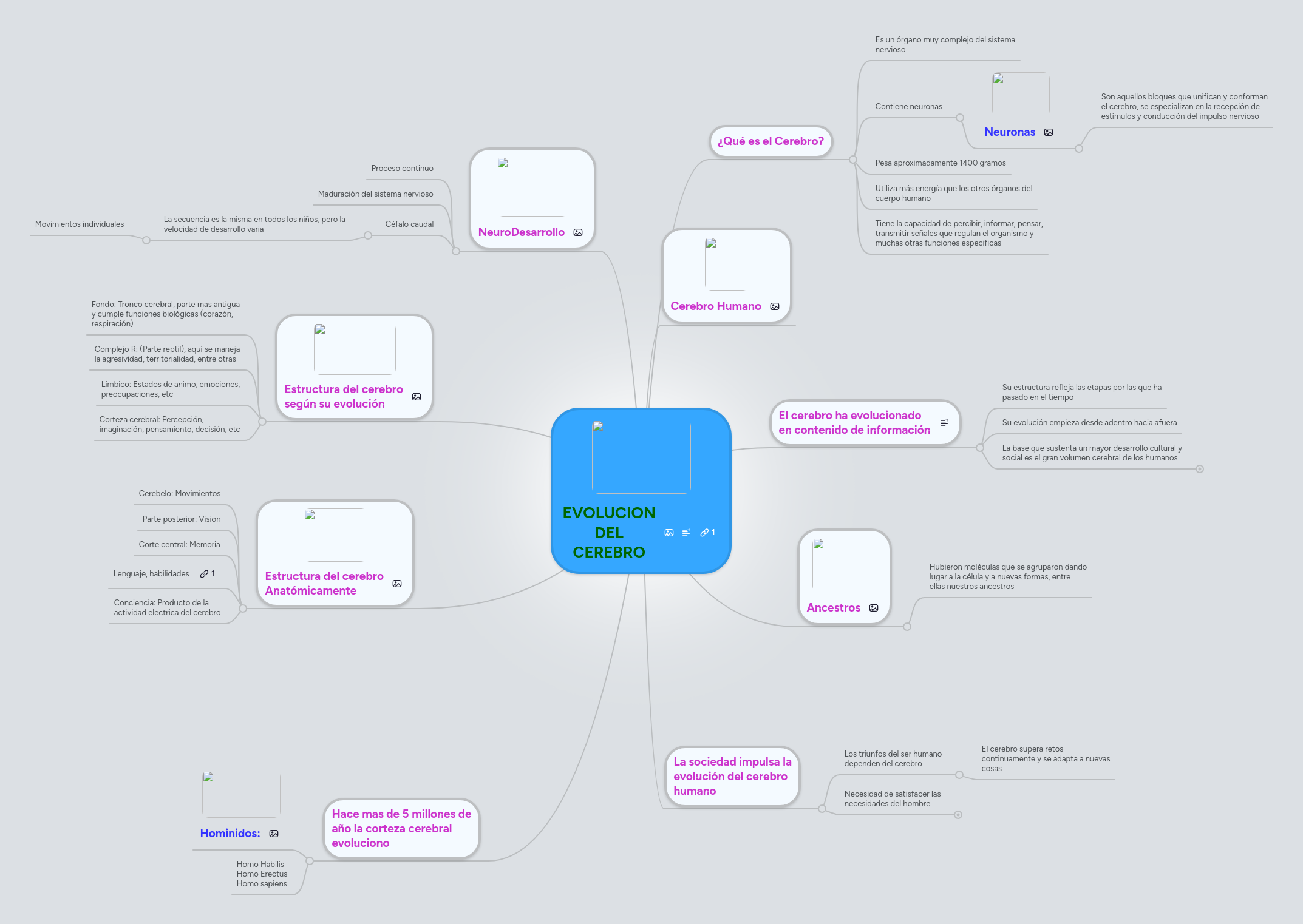 Evolucion Del Cerebro Mindmeister Mapa Mental Mapas Mentales: