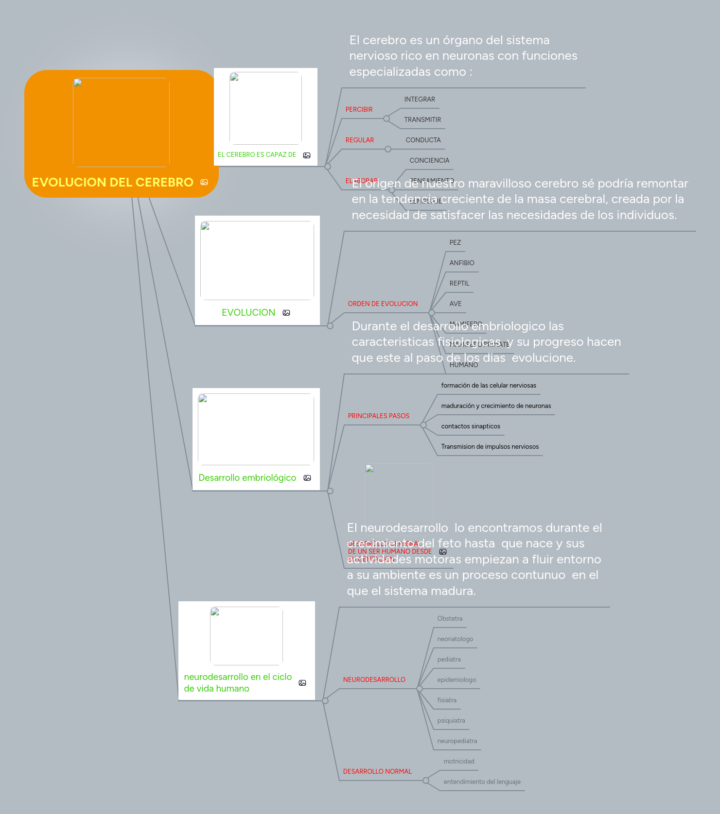Evolucion Del Cerebro Mindmeister Mapa Mental
