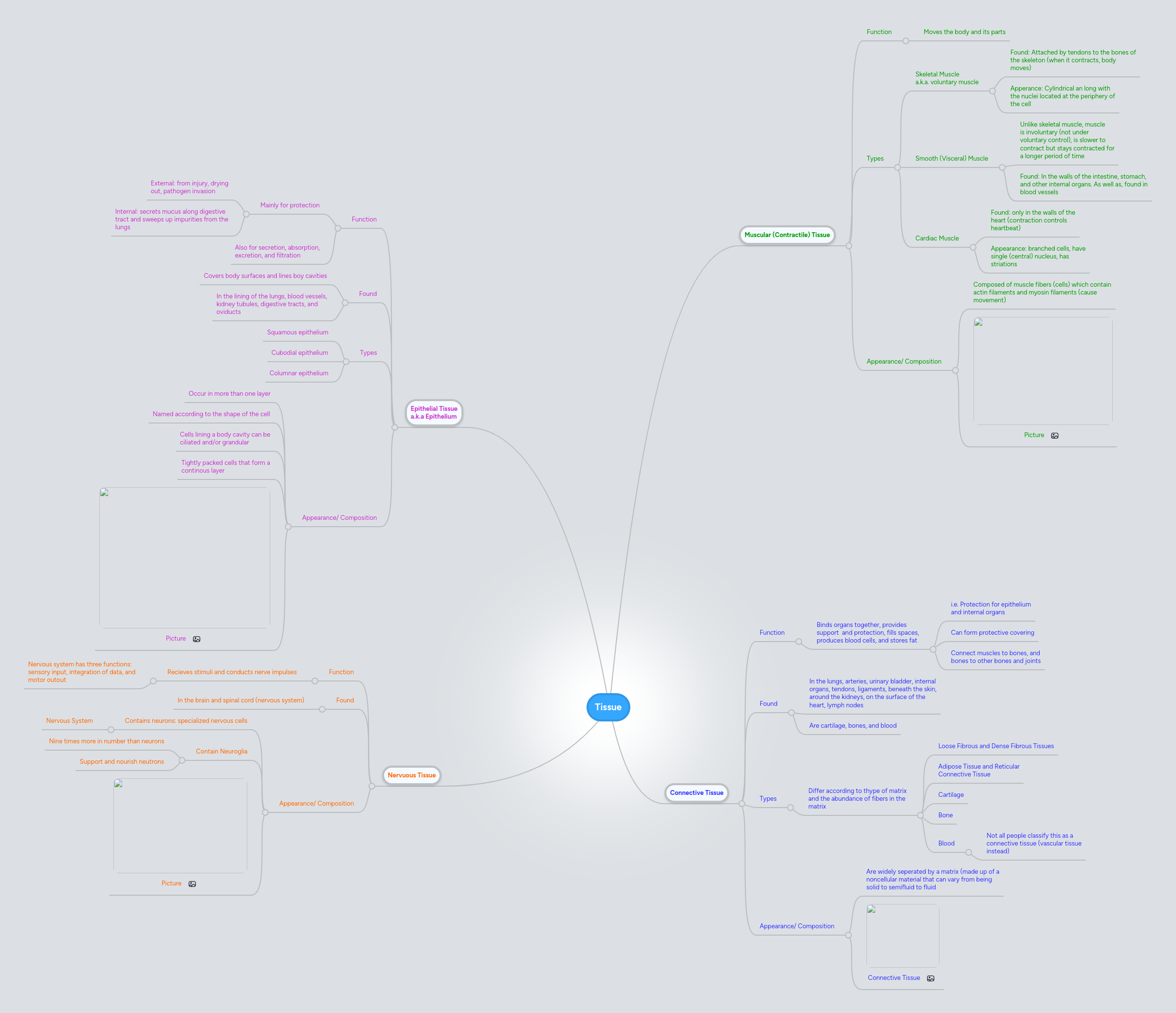 Tissue | MindMeister Mind map