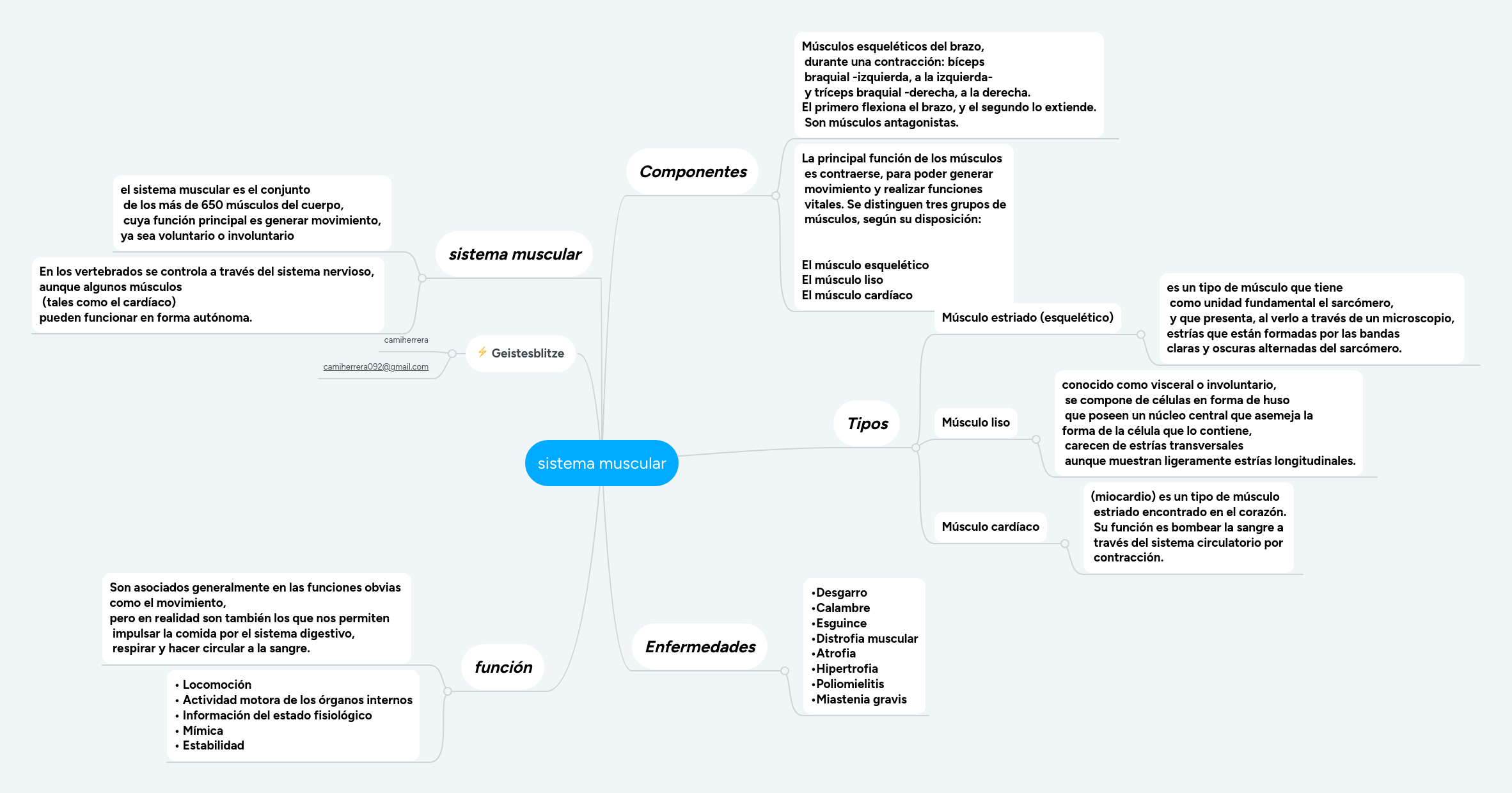 sistema muscular | MindMeister Mapa mental
