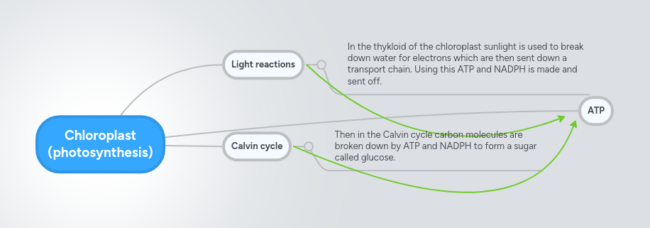 Chloroplast (photosynthesis) | MindMeister Mind map