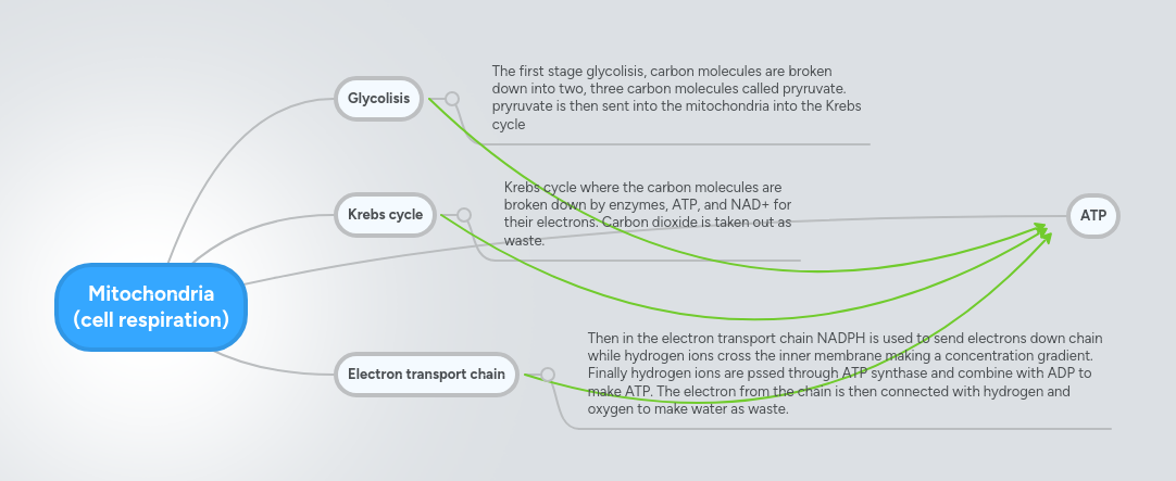 Mitochondria (cell respiration) | MindMeister Mind map