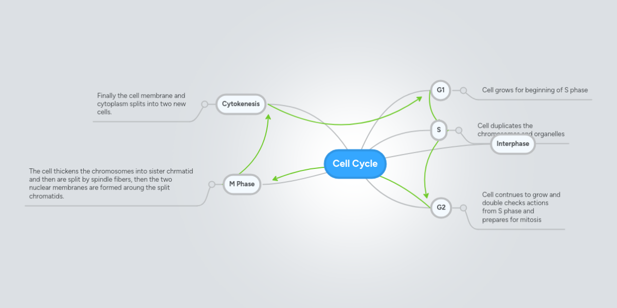 Cell Cycle | MindMeister Mind Map