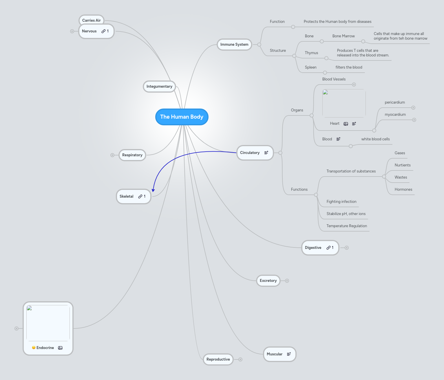 The Human Body | MindMeister Mind map