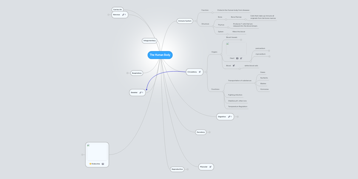 The Human Body | MindMeister Mind Map
