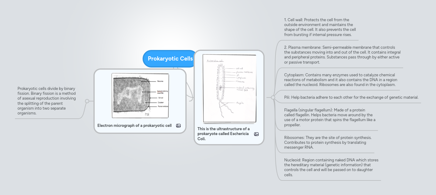 Prokaryotic Cells | MindMeister Mind map