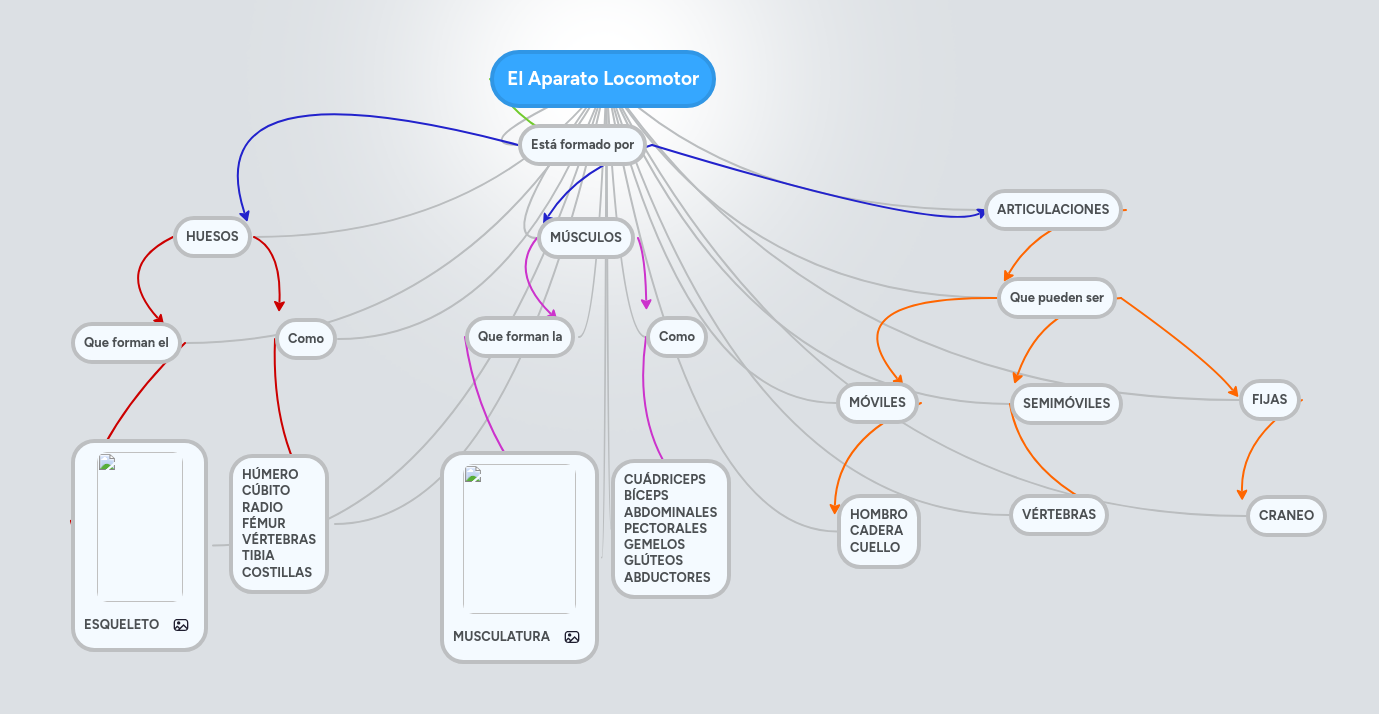El Aparato Locomotor | MindMeister Mapa mental