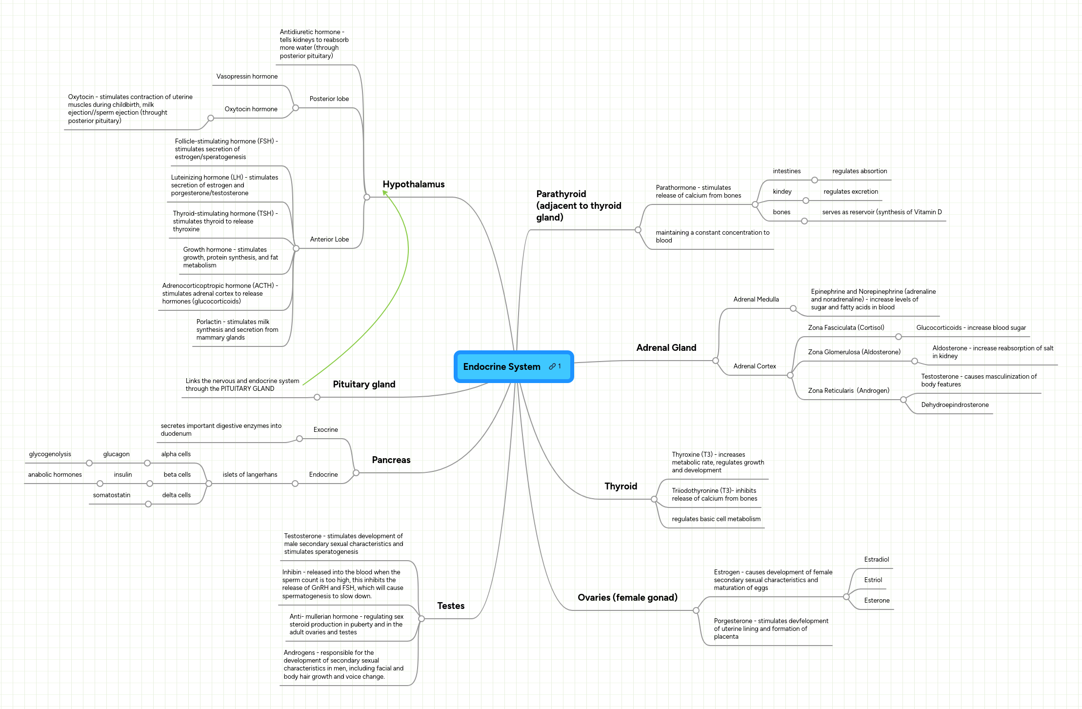 Endocrine System | MindMeister Mind map
