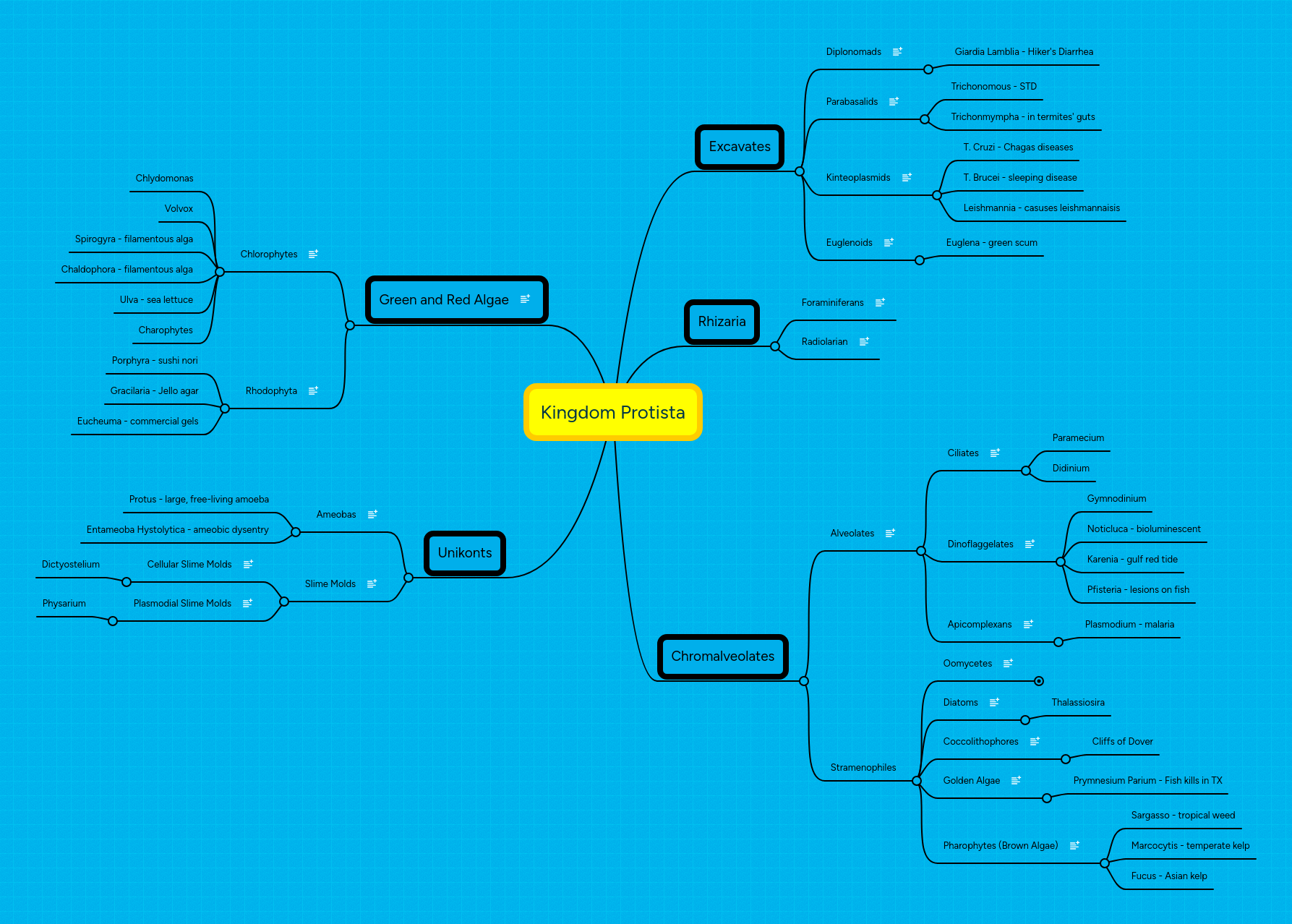 Kingdom Protista | MindMeister Mind map